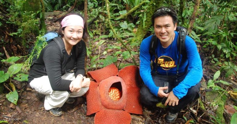Rafflesia: Kebangaan Malaysia – Bunga Yang Terbesar di Dunia – Salaam ...